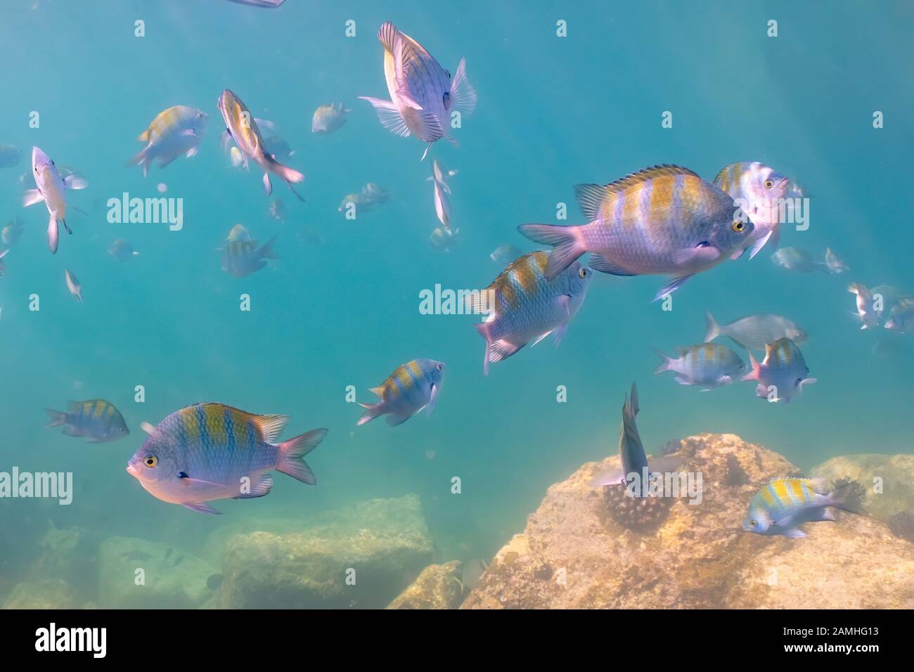 Sea of cortez gulf of california hi-res stock photography and images ...