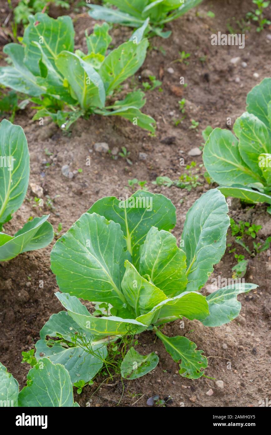Early cabbage grows on beds in the summer in the garden Stock Photo - Alamy