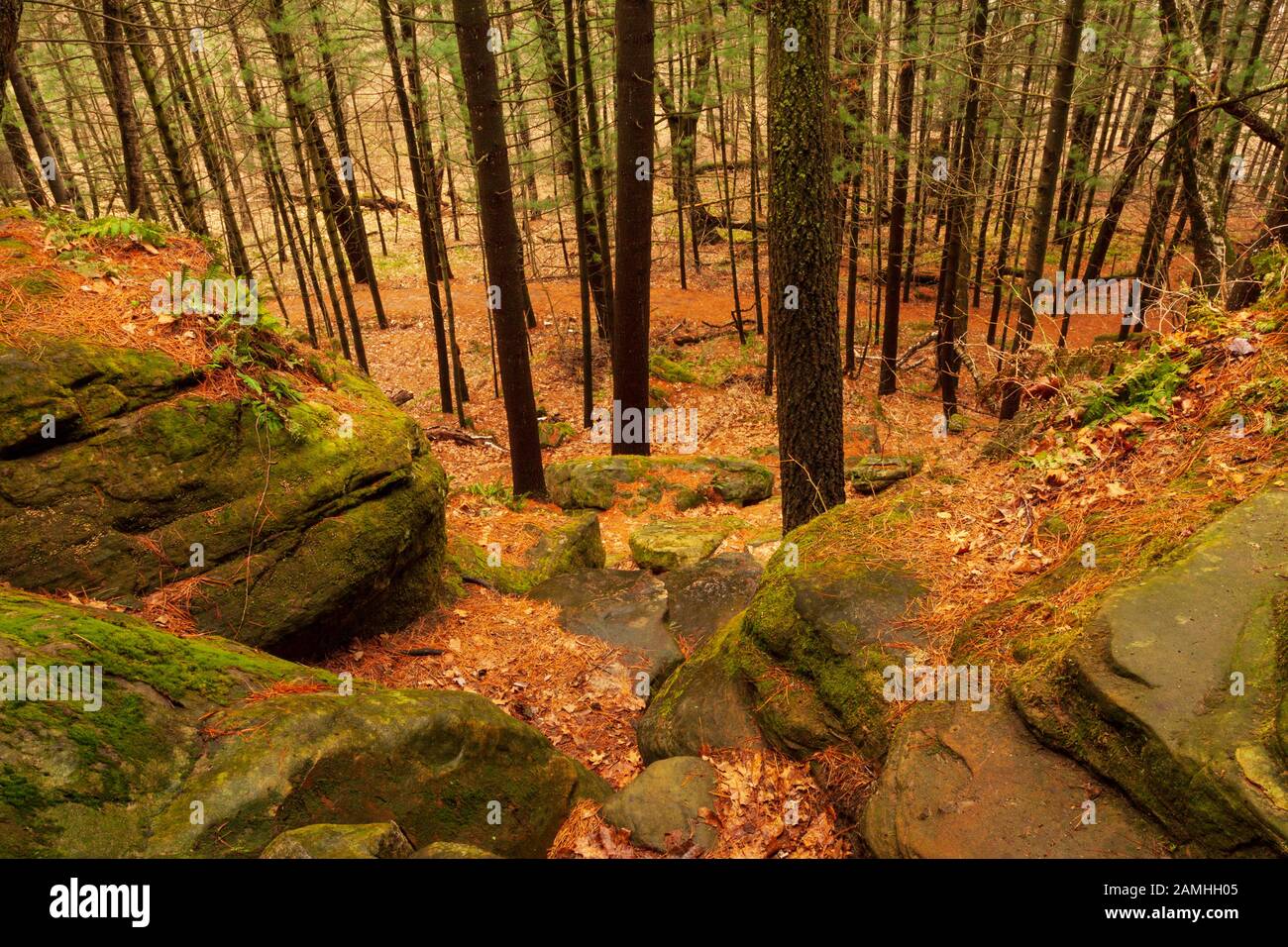 Forest bird eye view hi-res stock photography and images - Alamy