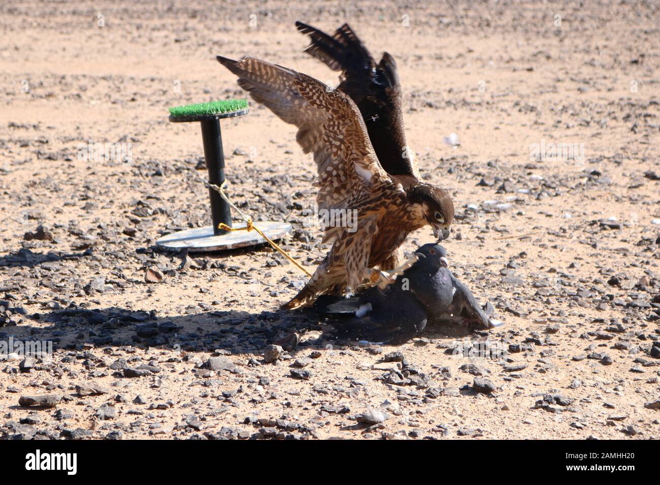 The strong falcon Stock Photo - Alamy
