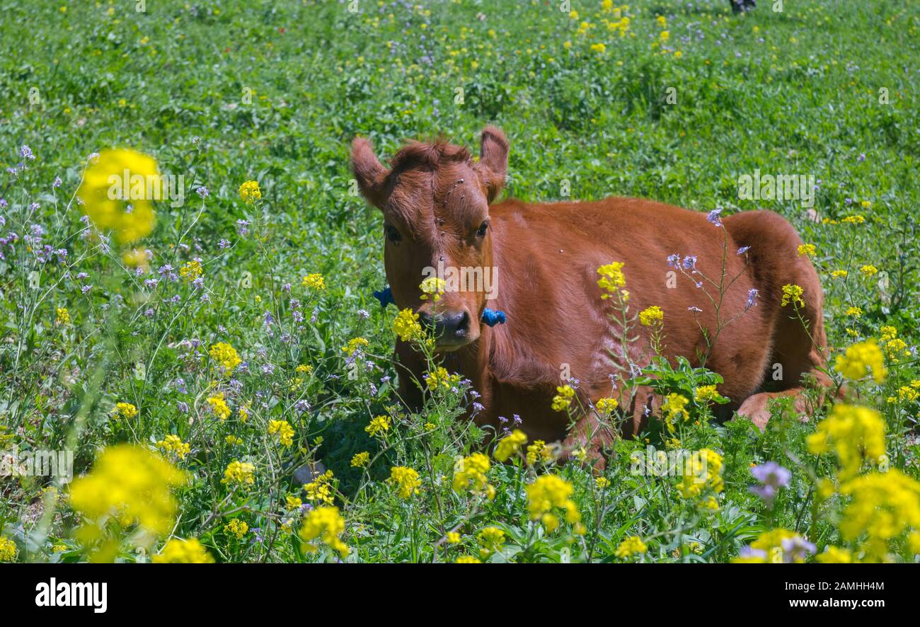 Cows were roaming in the green areas of northern Jordan Stock Photo - Alamy