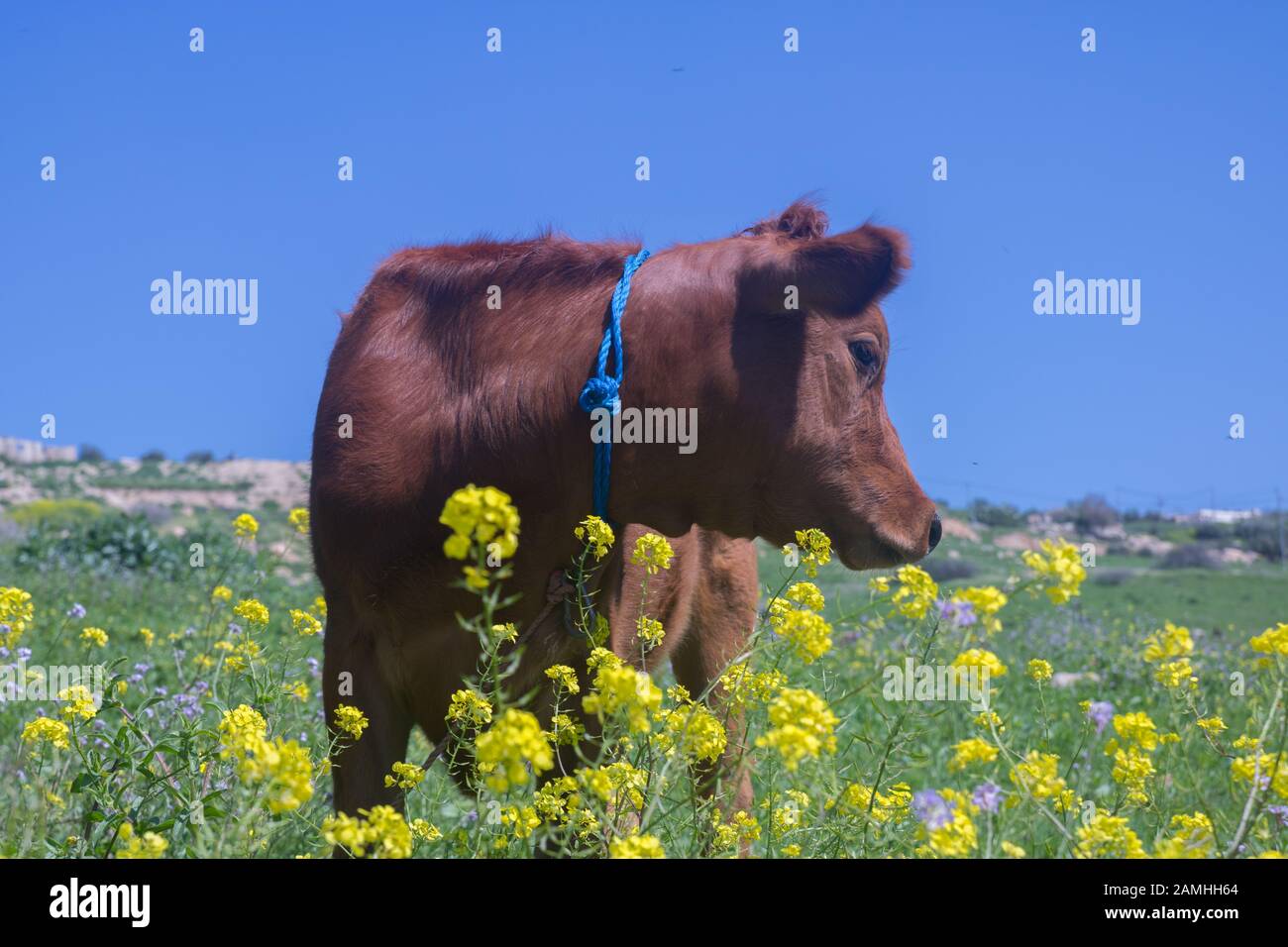 Agriculture jordan field green hi-res stock photography and images - Alamy