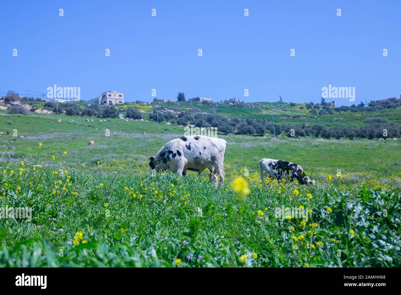 Cows were roaming in the green areas of northern Jordan Stock Photo - Alamy
