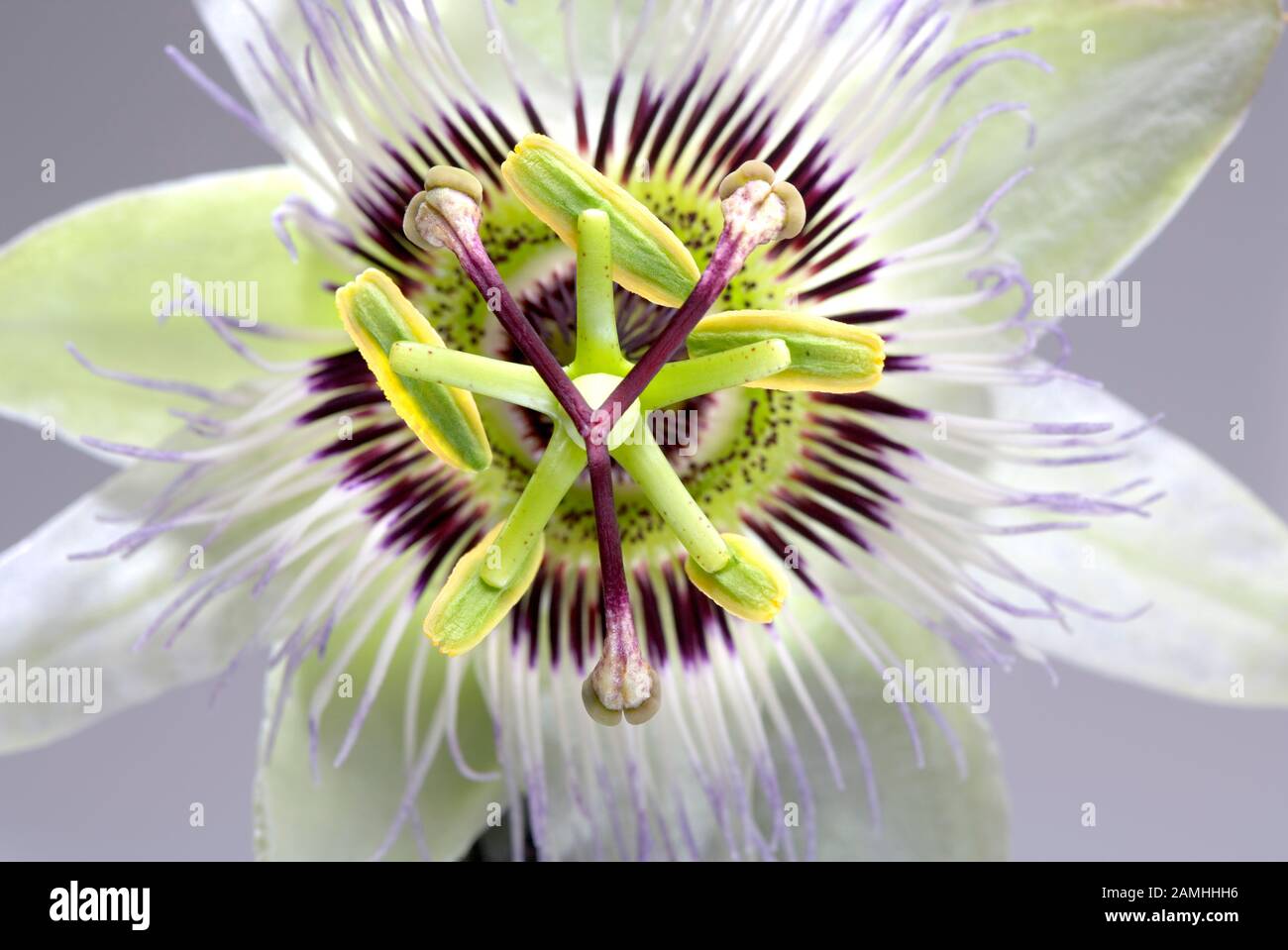 Passiflora image hi-res stock photography and images - Alamy