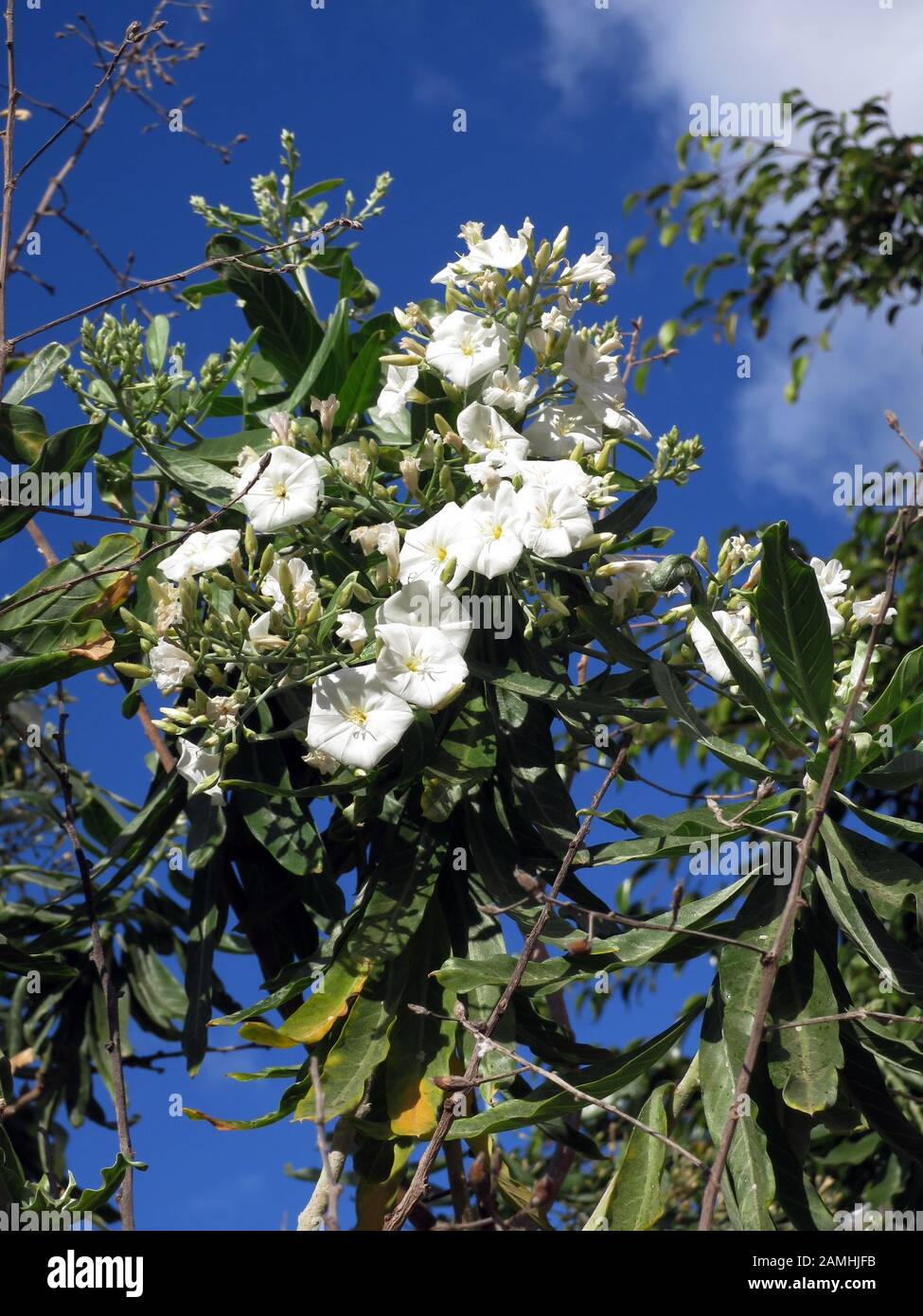 Blütenreiche Winde (Convolvulus floridus), Puerto de Mogan, Gran ...