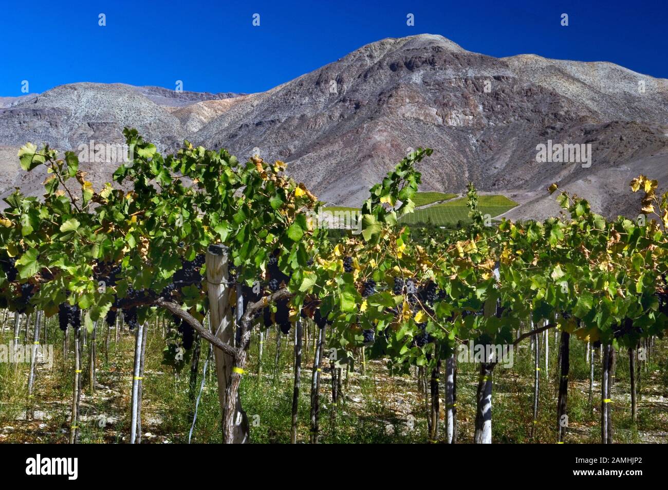 Chile vineyard soil hi-res stock photography and images - Alamy