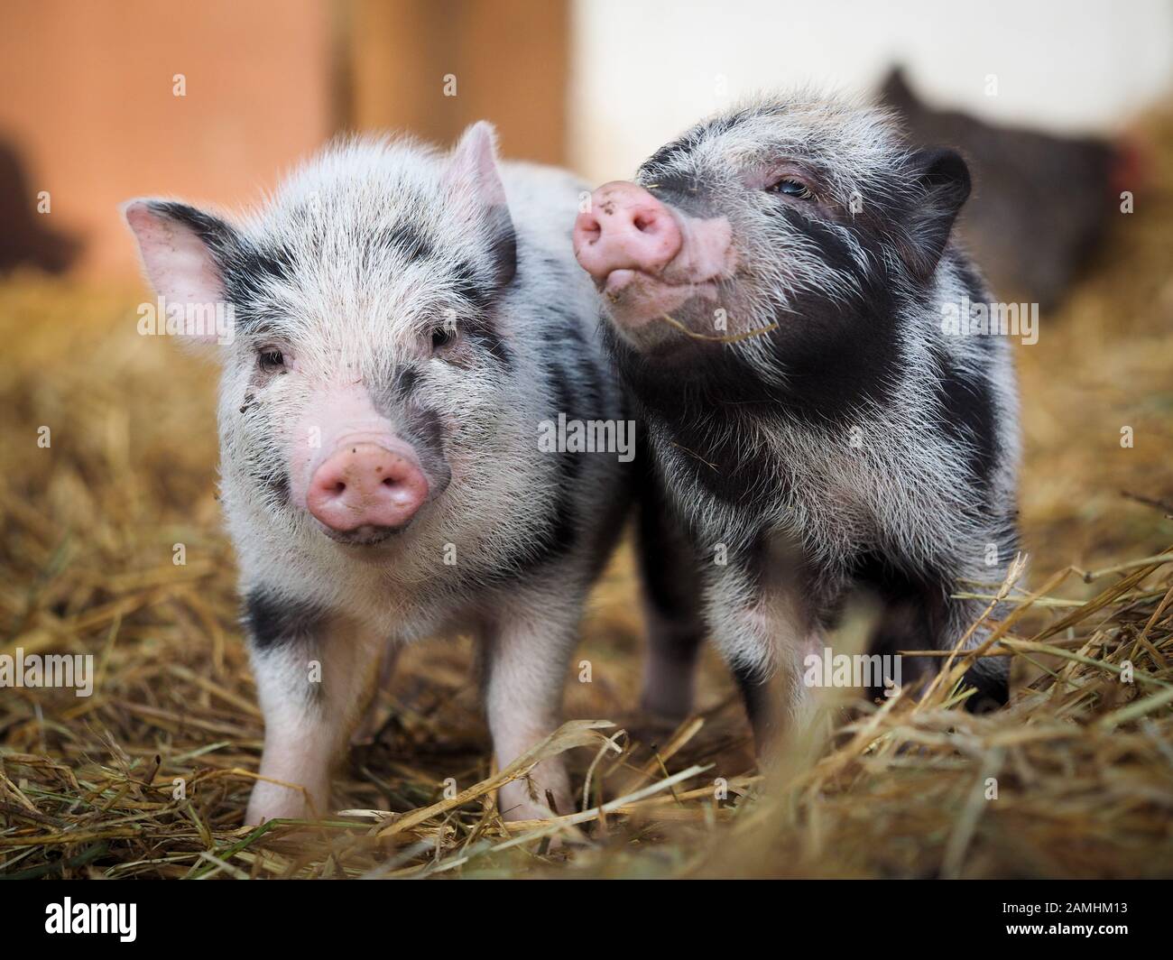 Funny little pigs on the farm Stock Photo - Alamy