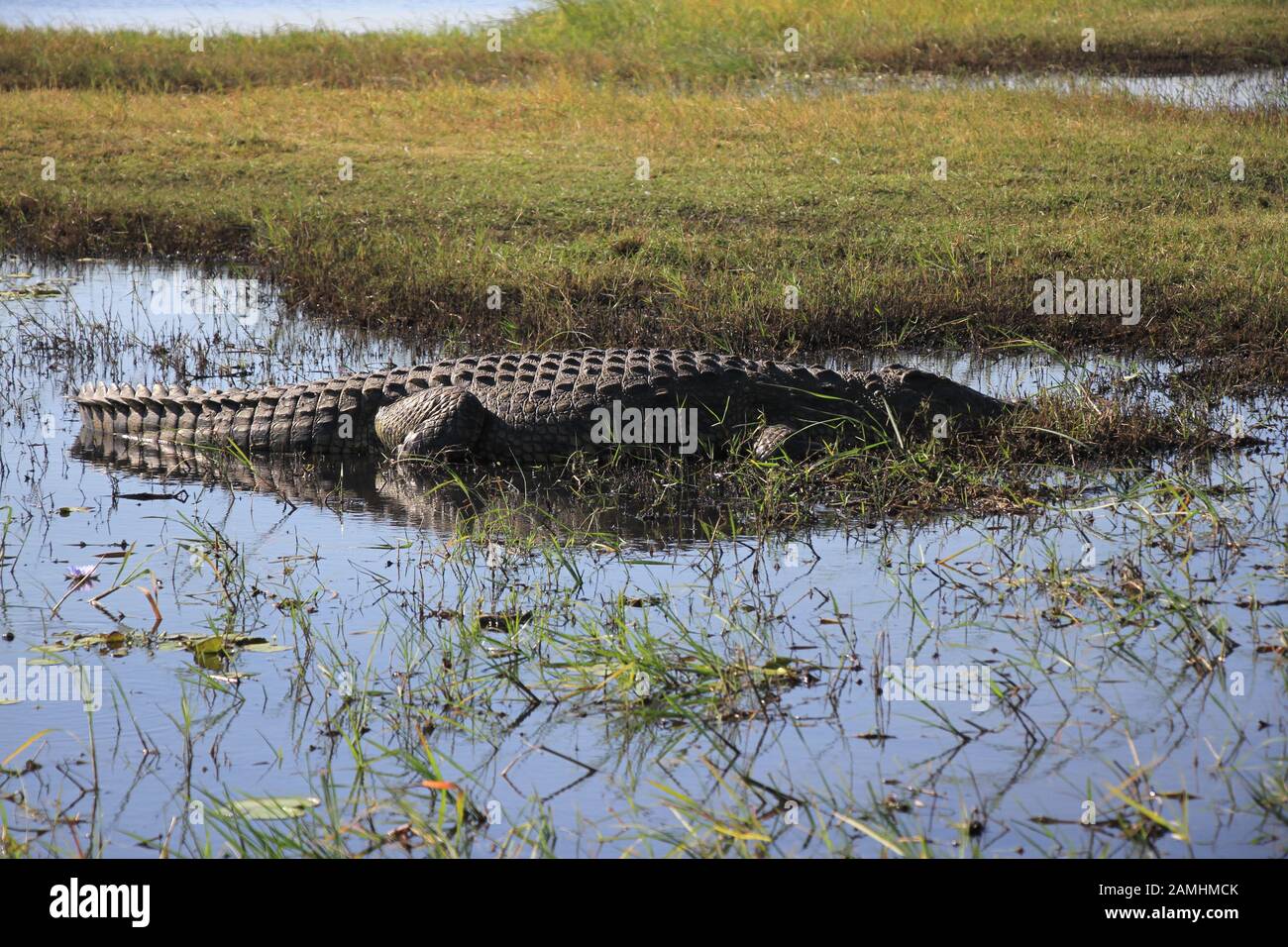 Opportunistic apex predators hi-res stock photography and images - Alamy