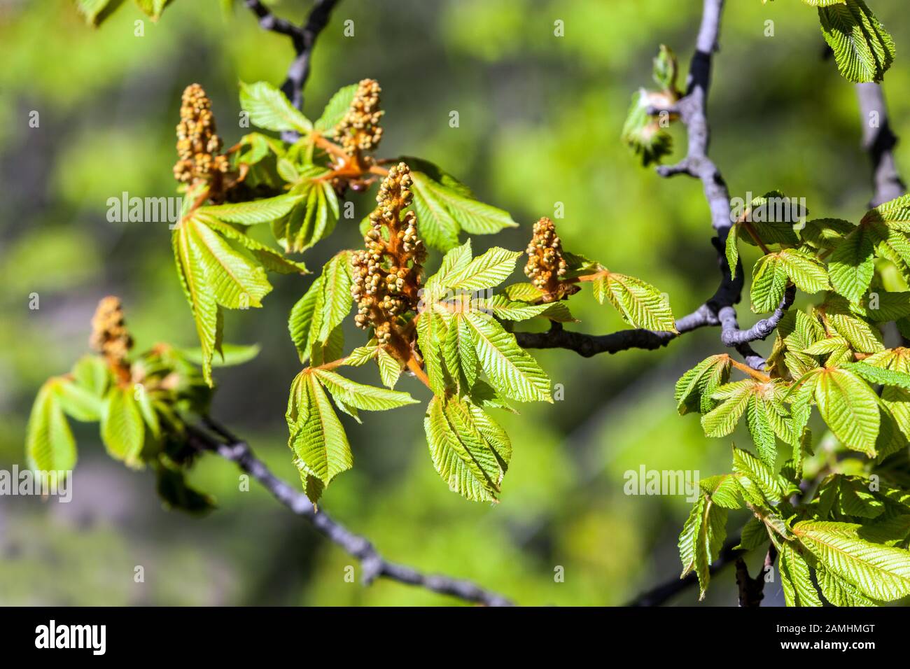 Budding tree branches in spring hi-res stock photography and images - Alamy