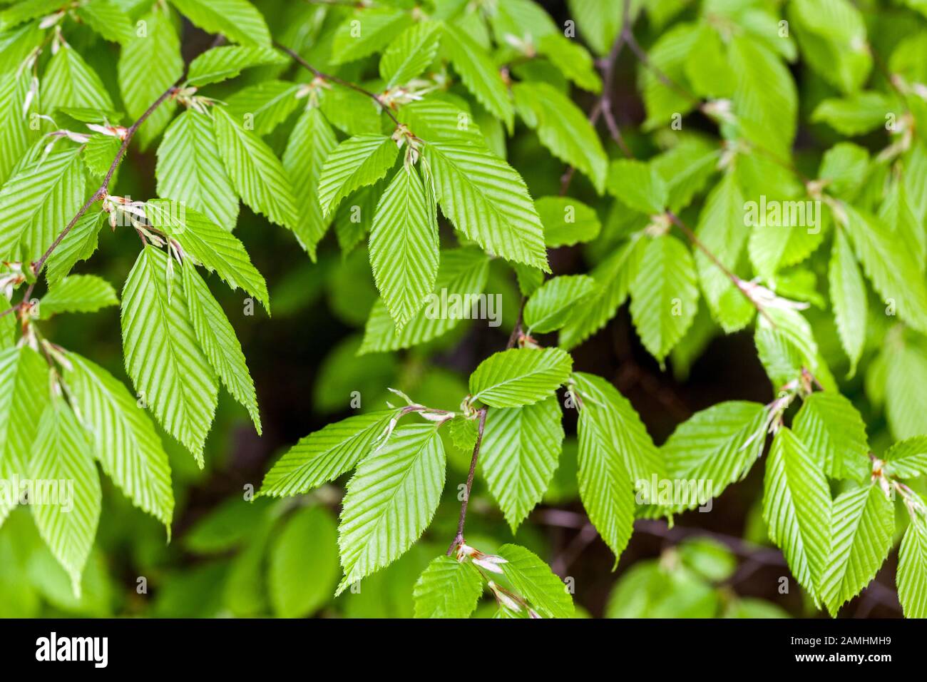 Hornbeam Carpinus betulus foliage European Hornbeam leaves Stock Photo ...