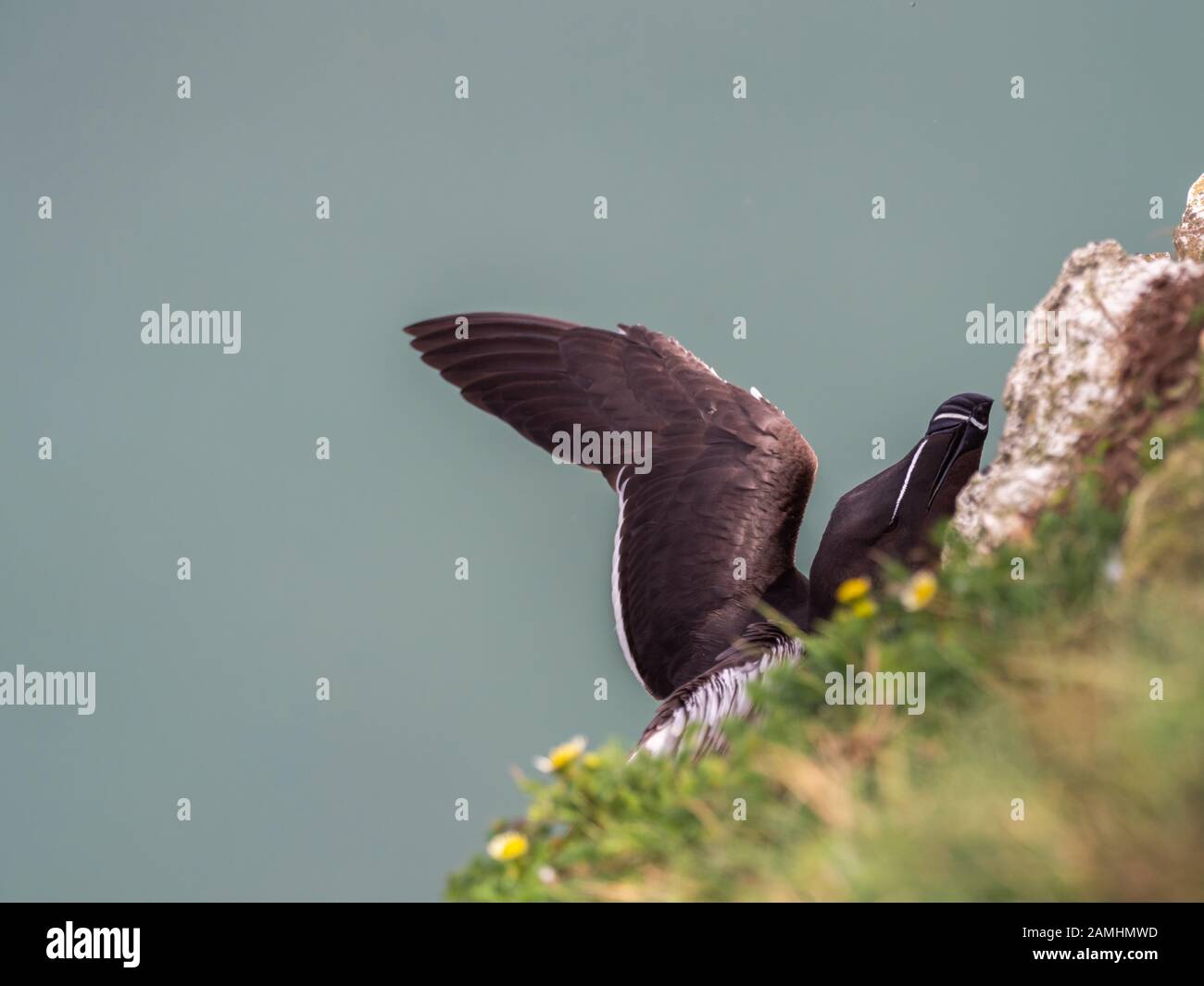 Razorbill head on cliff edge Stock Photo - Alamy