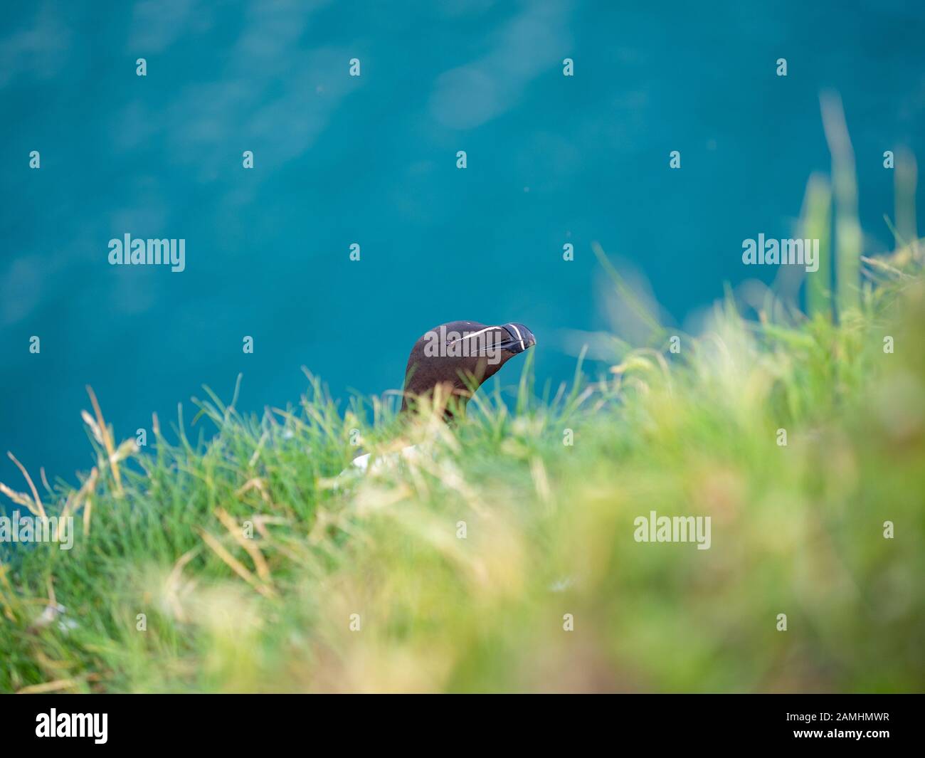 Razorbill head on cliff edge Stock Photo - Alamy