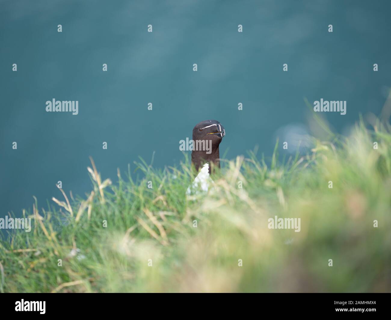 Razorbill head on cliff edge Stock Photo - Alamy