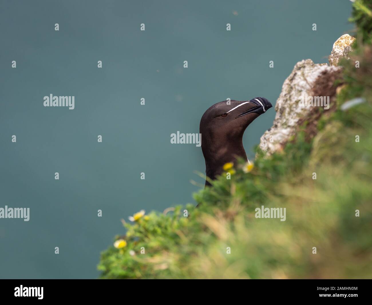 Razorbill head on cliff edge Stock Photo - Alamy