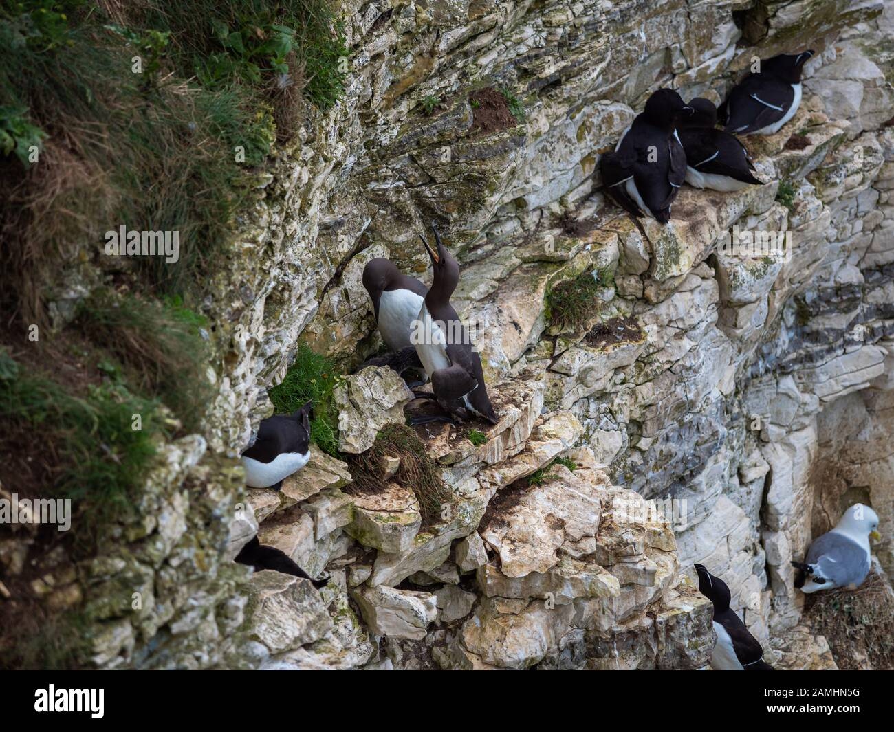 Guillemots yorkshire hi-res stock photography and images - Alamy