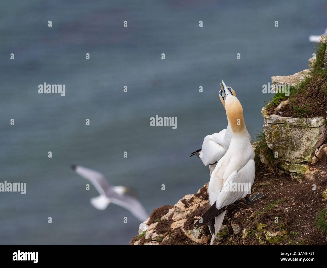 A pair of Gannets at the nesting colony at Bempton cliffs, Yorkshire ...
