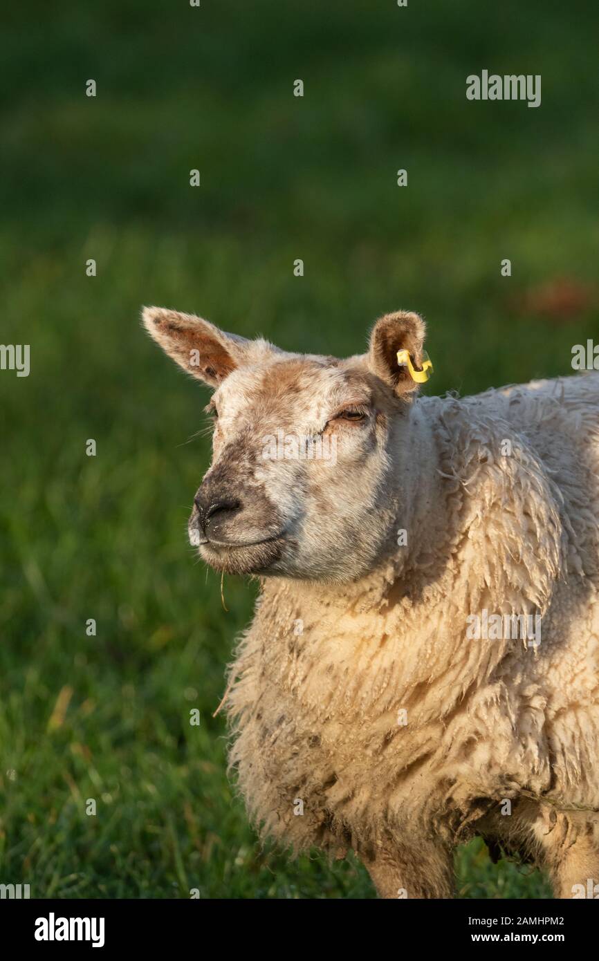 Sheep identification hi-res stock photography and images - Alamy