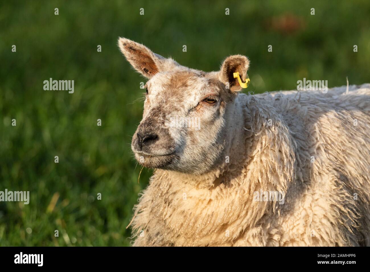 Sheep identification hi-res stock photography and images - Alamy