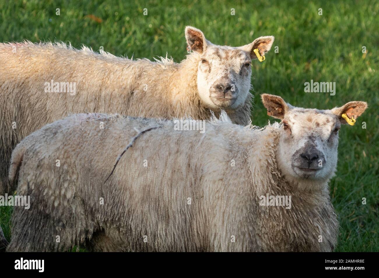 A pair of ewes face on Stock Photo - Alamy