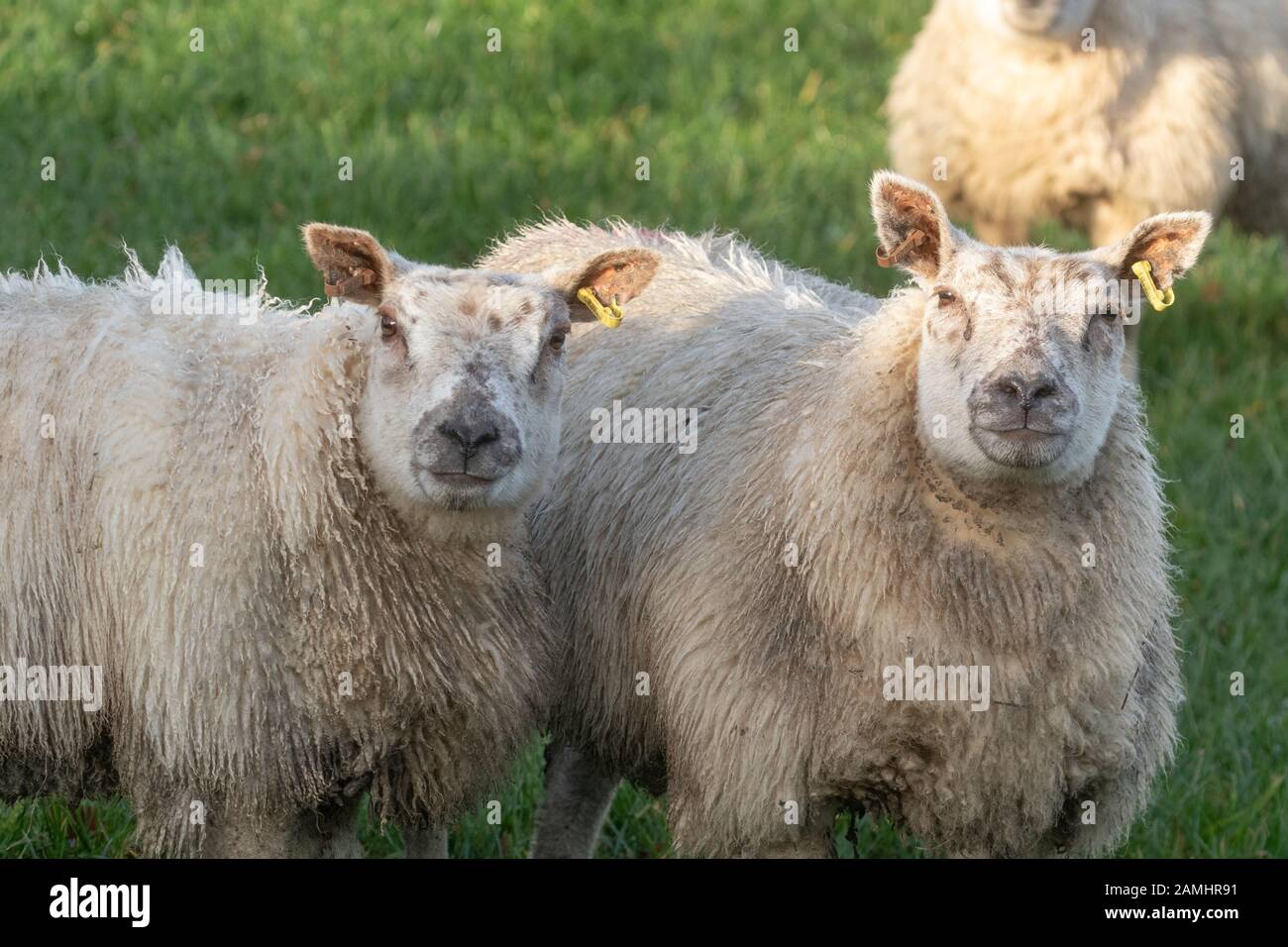 A pair of ewes face on Stock Photo - Alamy