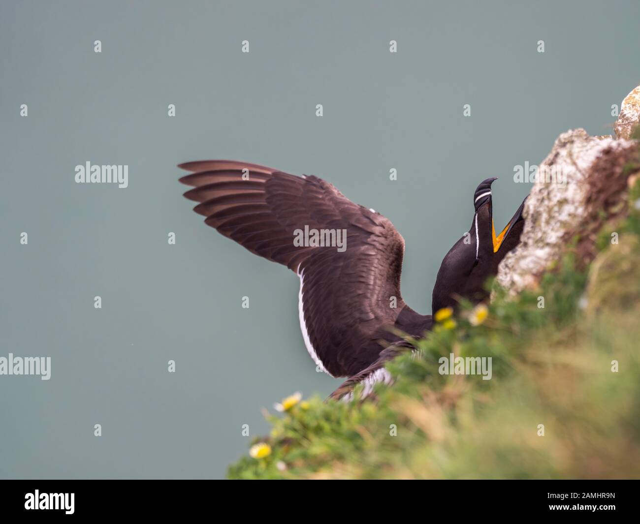 Razorbill head on cliff edge Stock Photo - Alamy