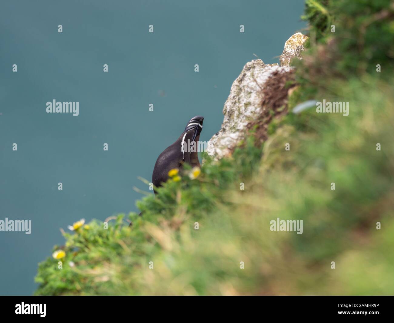 Razorbill head on cliff edge Stock Photo - Alamy