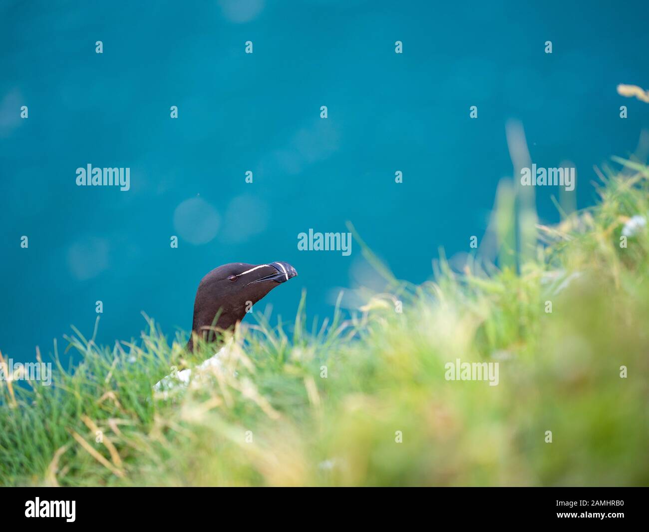 Razorbill head on cliff edge Stock Photo - Alamy
