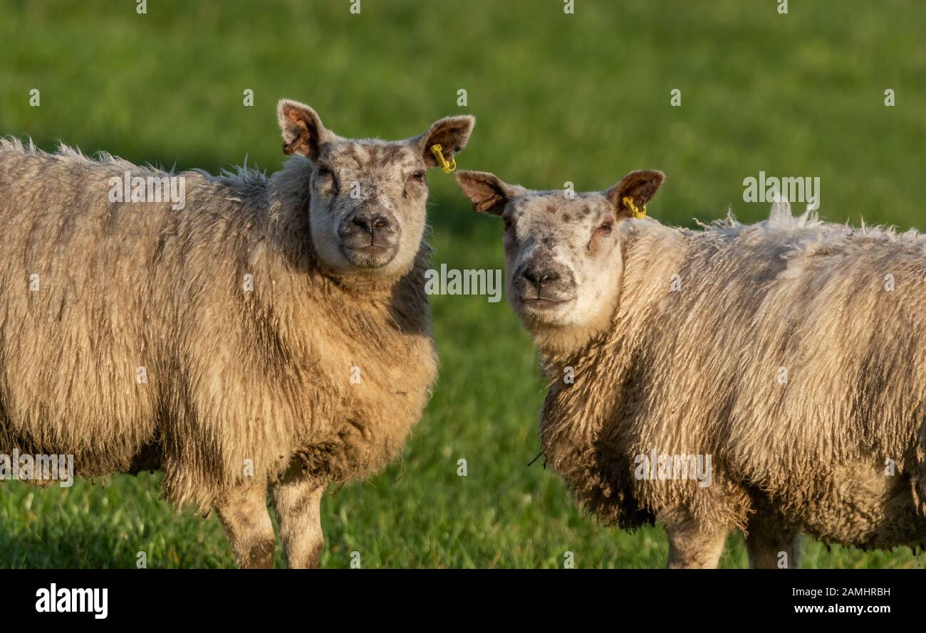 A pair of ewes face on Stock Photo - Alamy