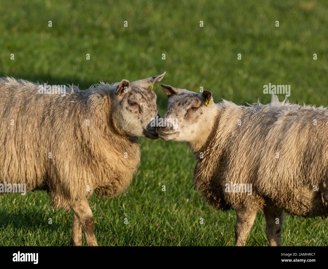 Sheep face hi-res stock photography and images - Alamy
