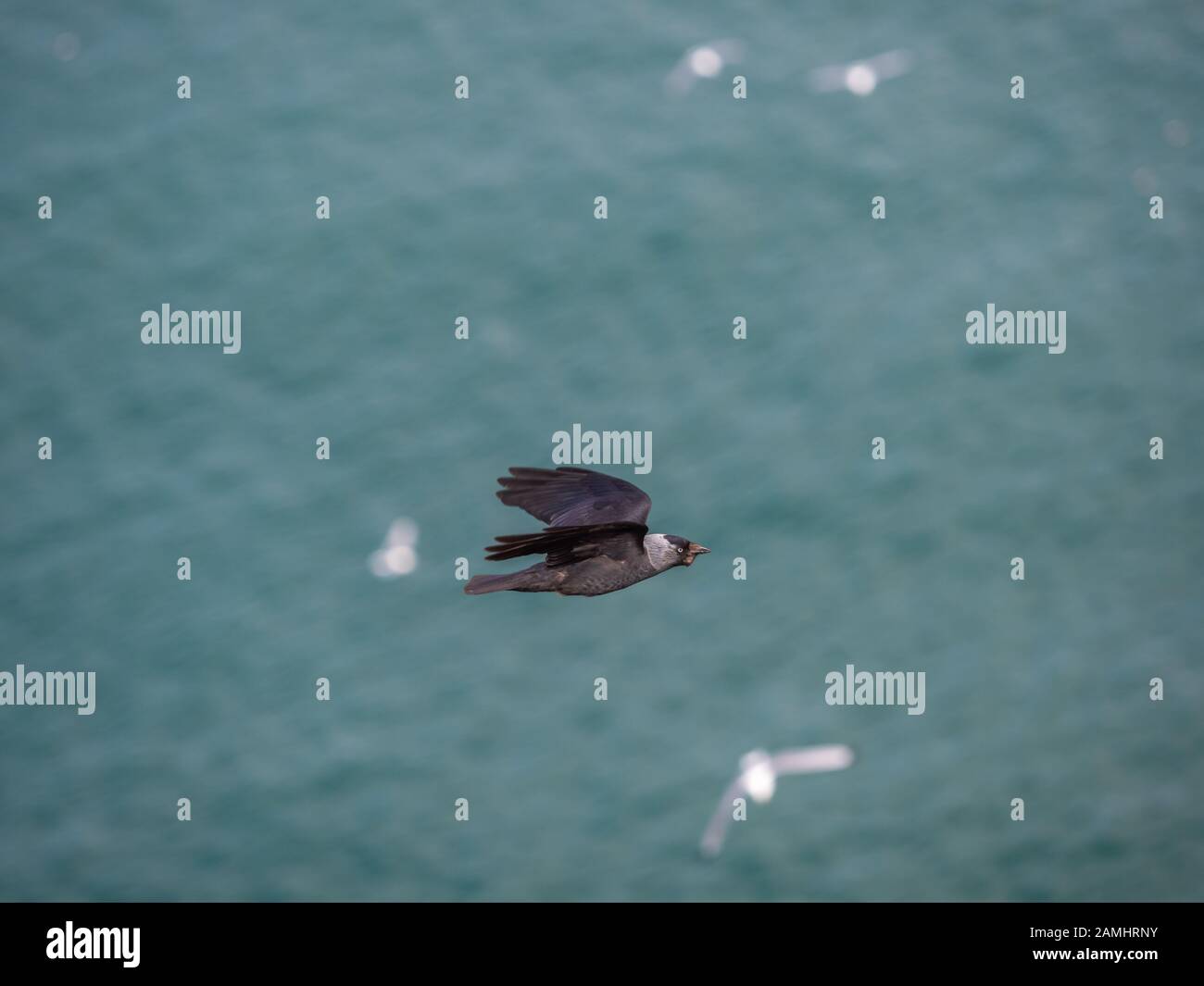 Jackdaw ( Corvus monedula ) in flight Stock Photo - Alamy