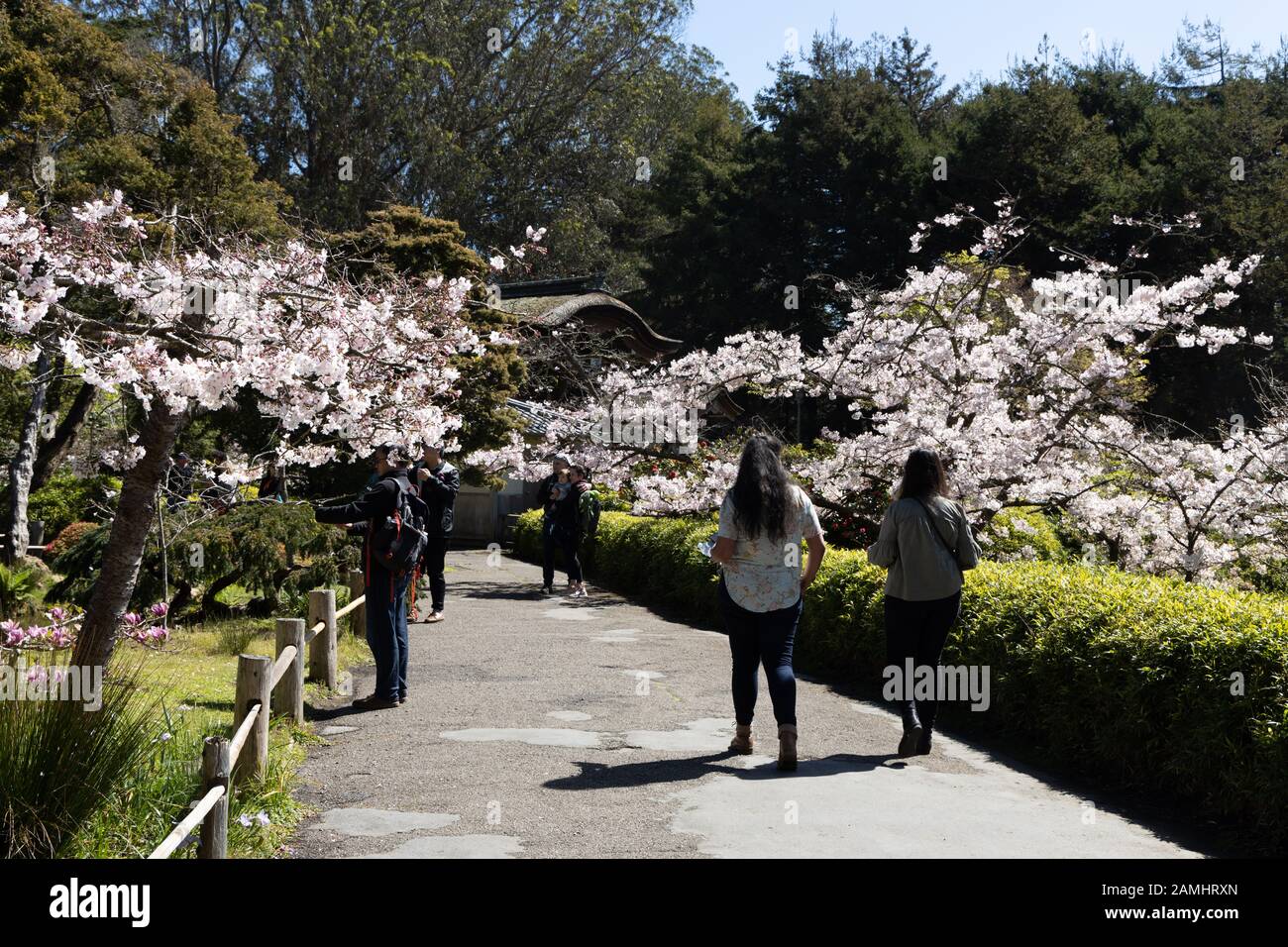 Visitors and flowering cherry trees in Japanese Tea Garden, Golden Gate ...