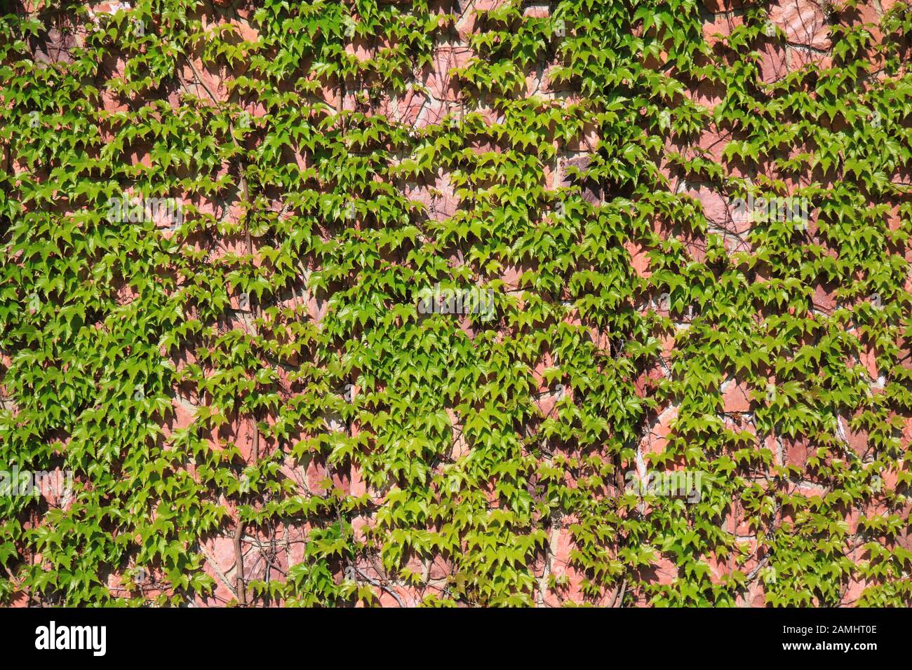 Pink-colored granite wall with branches of creeping vine, texture ...