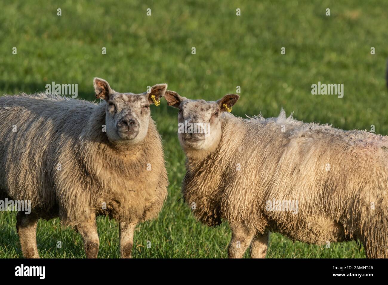 Sheep faces hi-res stock photography and images - Alamy