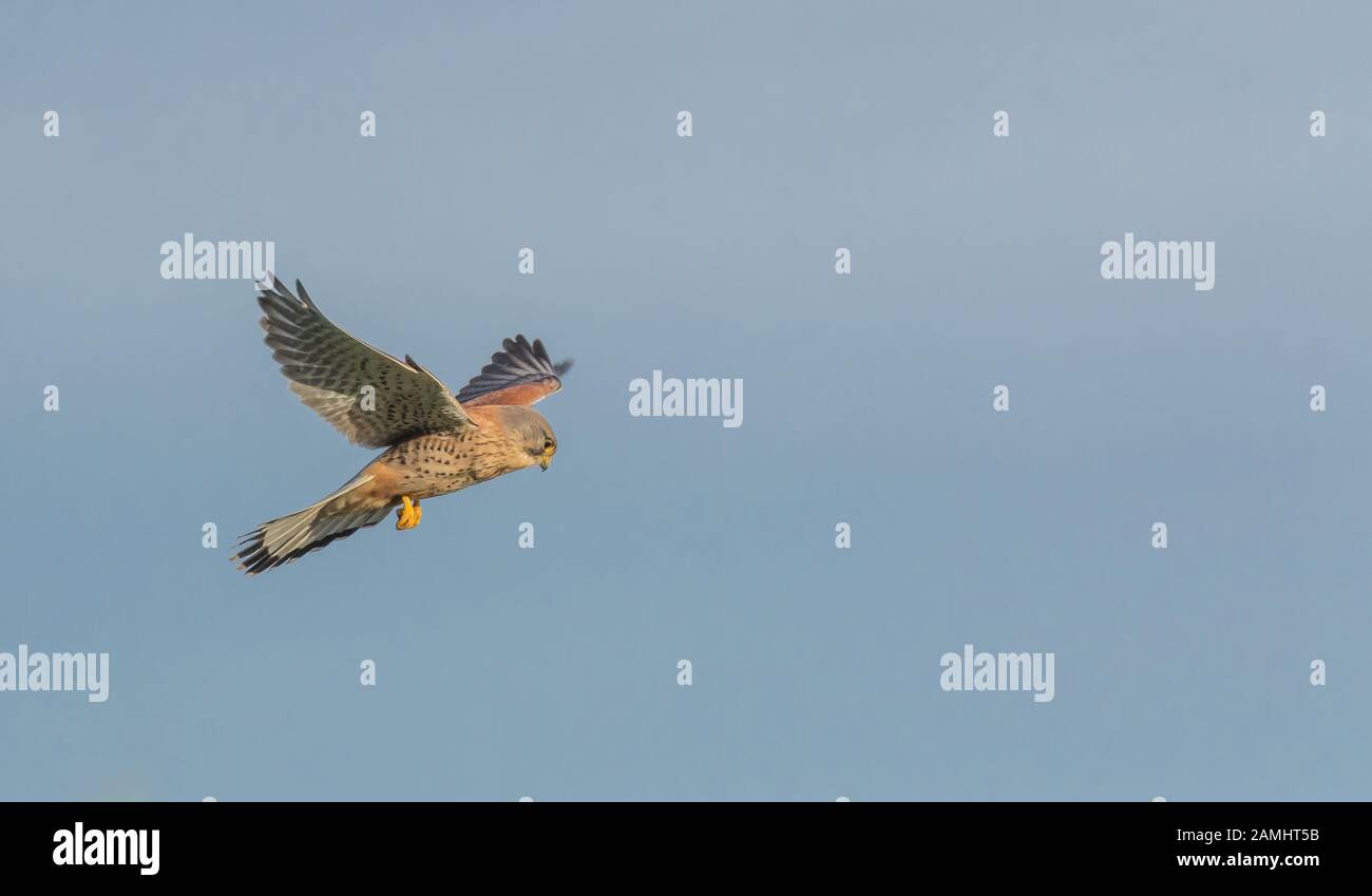 Kestrel wings hi-res stock photography and images - Alamy