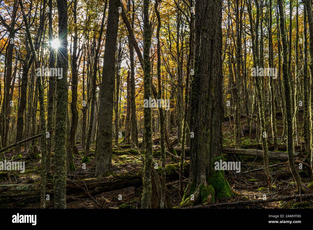 Andean patagonian forest hi-res stock photography and images - Alamy
