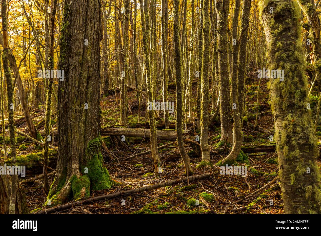 Colorful Patagonian Andean forest during autumn season in Ushuaia ...
