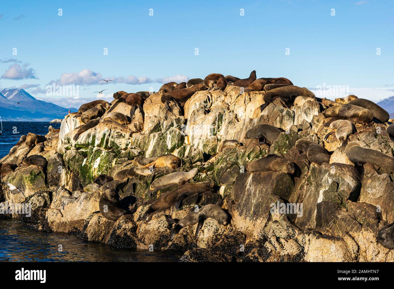 Group of sea lions resting in the island of Los Lobos, Beagle Channel ...