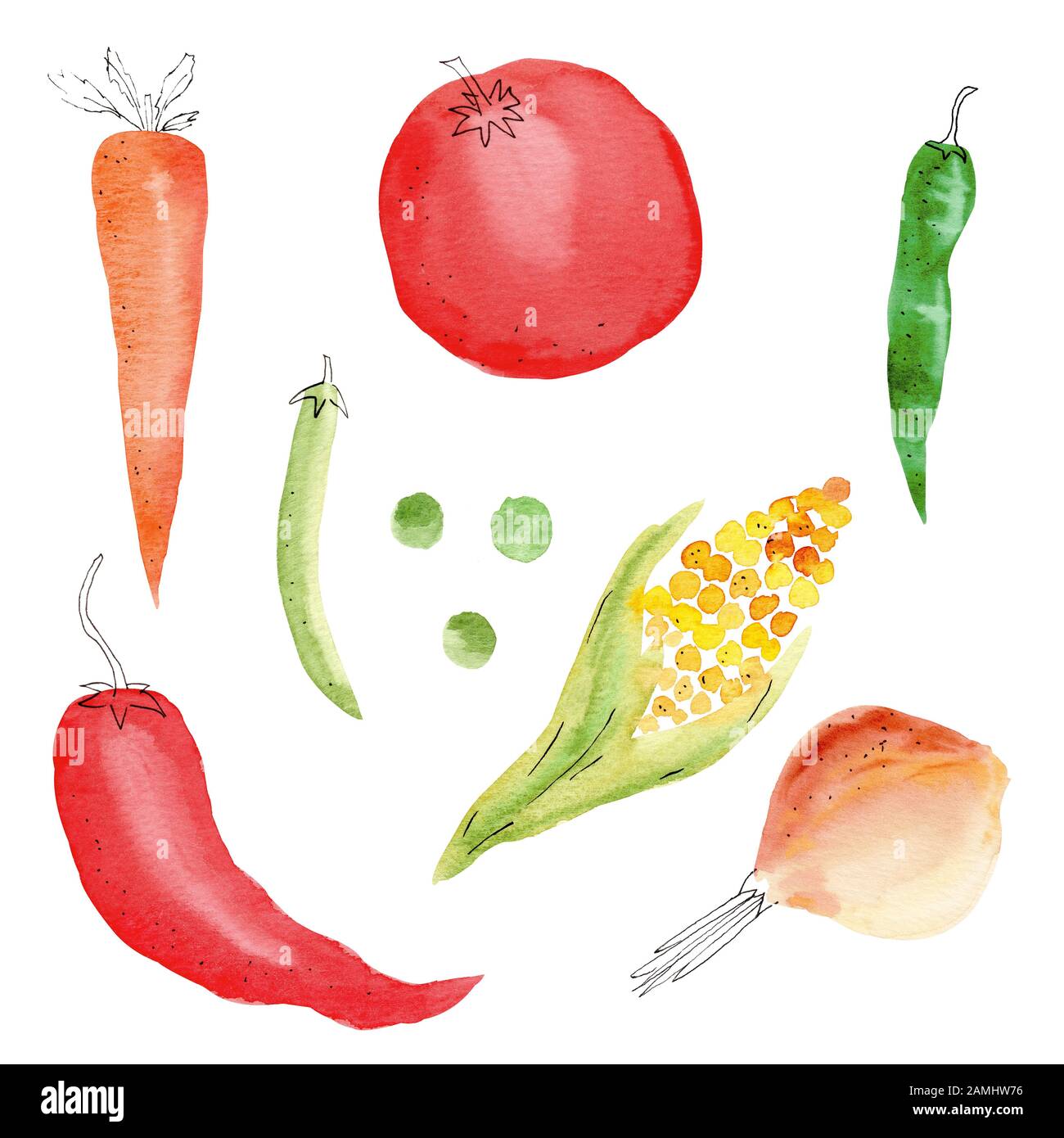 Hand drawn colorful vegetables watercolor illustrations set. Corn ...