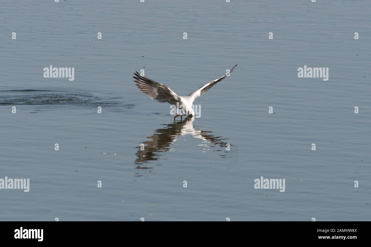 A black-headed gull diving to catch fish Stock Photo - Alamy