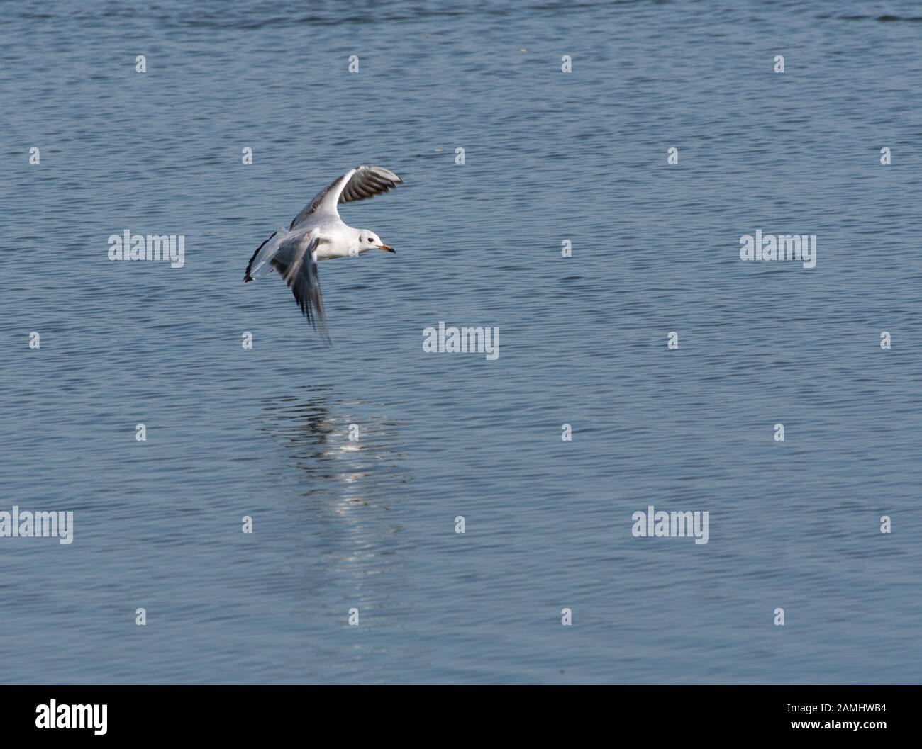 A black-headed gull floating over a pond Stock Photo - Alamy