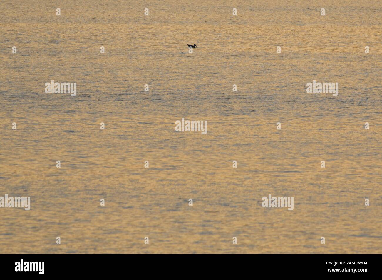 Milicz ponds hi-res stock photography and images - Alamy