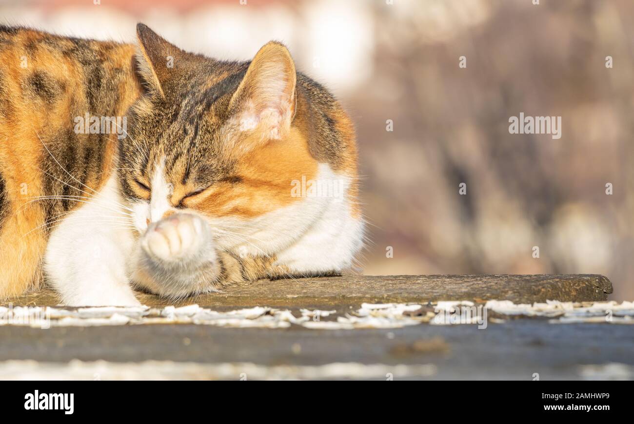Funny cat cleaning hi-res stock photography and images - Alamy