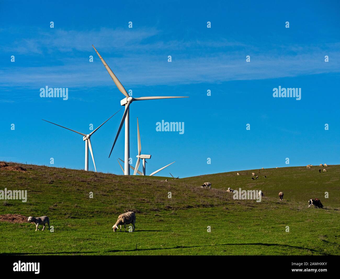 Shiloh Wind Farm, Rio Vista, California Stock Photo - Alamy