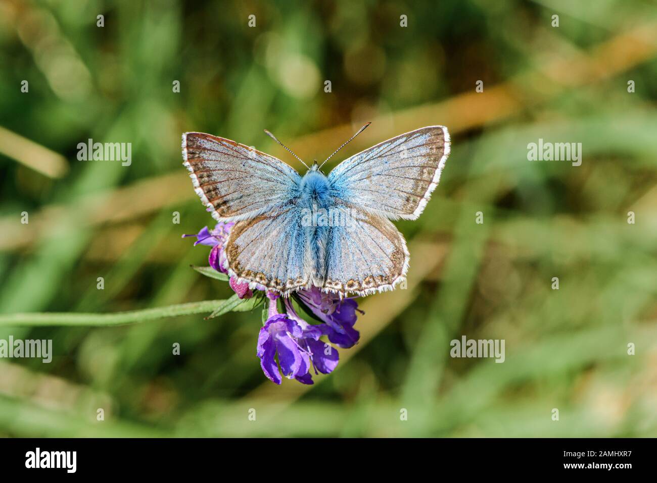 Male butterfly antenna hi-res stock photography and images - Alamy
