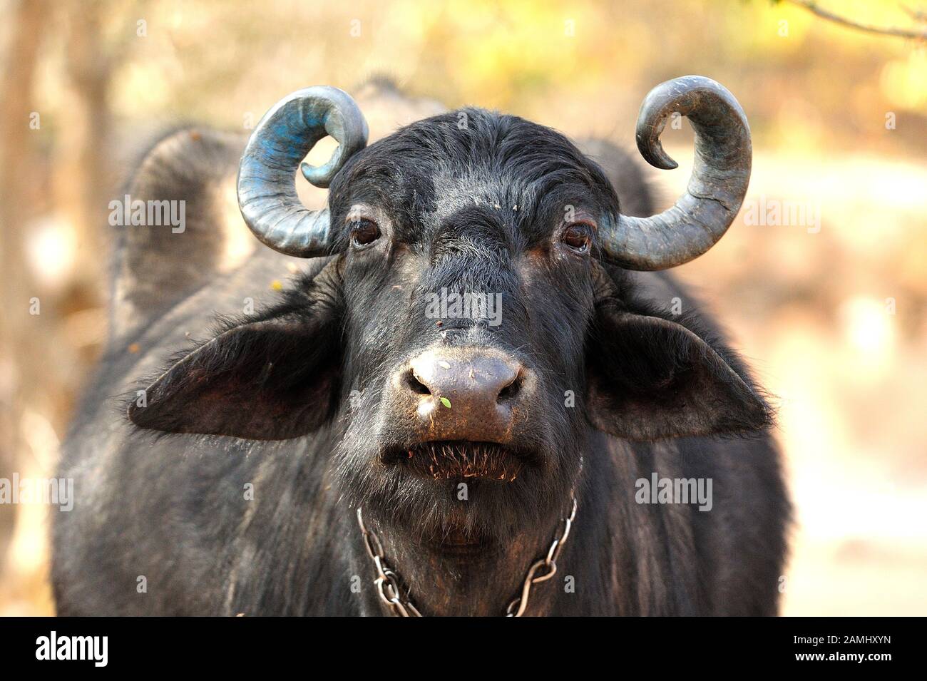 Indian Domestic Buffalo High Resolution Stock Photography and Images ...