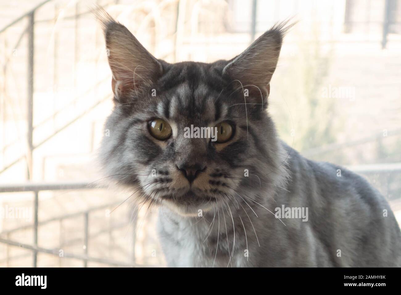 Gray cat Maikun poses in front of the camera, sitting on the windowsill ...