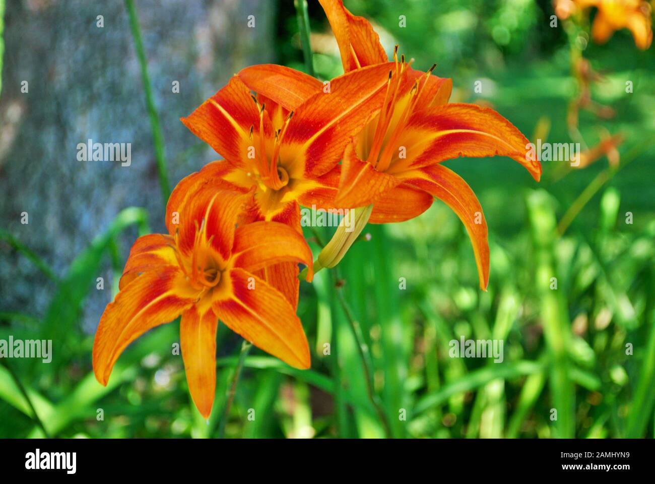 Bright orange stargazer lily blooming in a backyard garden Stock Photo ...
