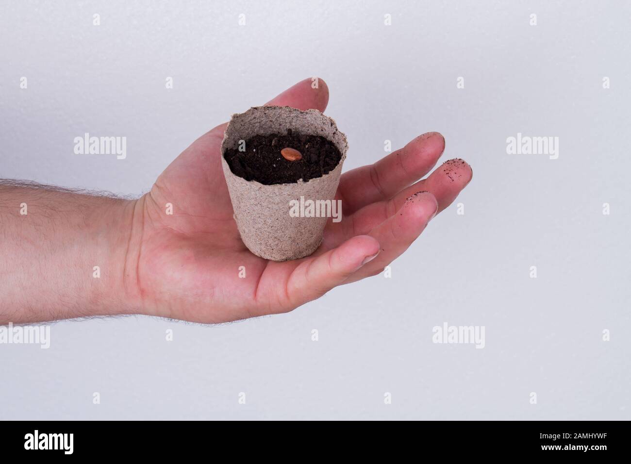Big brown seed in a soil, planting a plant Stock Photo - Alamy