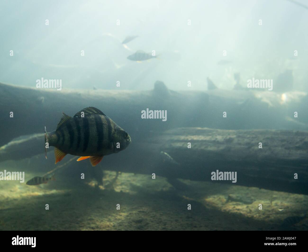 Perch swimming over lake bottom with fallen tree shadows Stock Photo ...