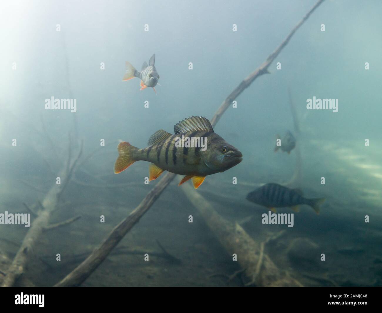 European perch underwater in a lake Stock Photo - Alamy